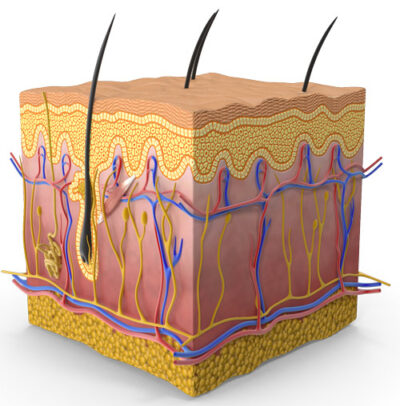 Sommer, Sonne, Sonnenschein – Perfekte Pflege mit SOFTISAN® 649 und ...